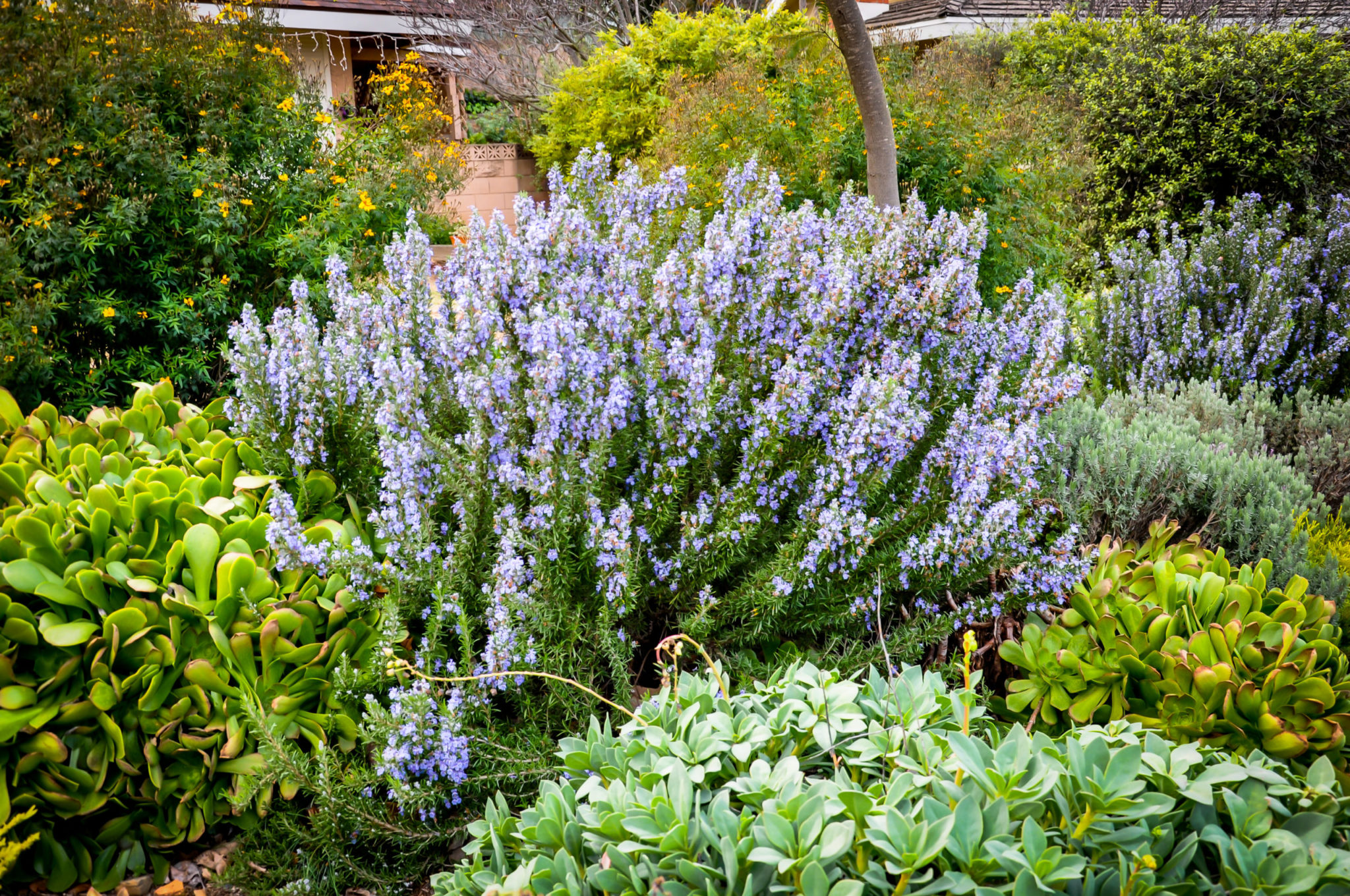 Tuscan Blue Rosemary Bushes For Sale | The Tree Center