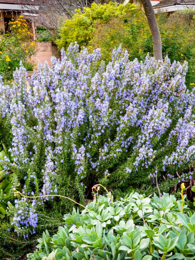 Chef's Choice® Rosemary For Sale Online | The Tree Center