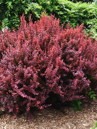 Ruby Carousel® Barberry For Sale | The Tree Center
