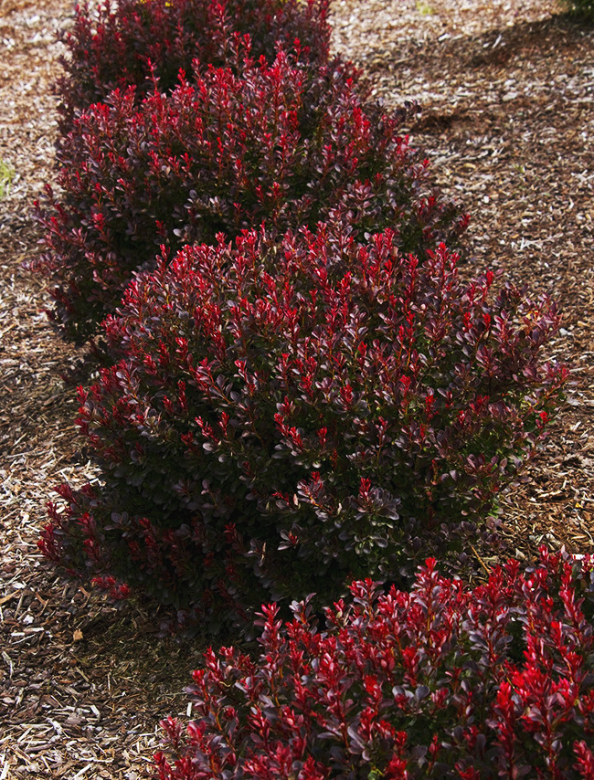 Ruby Carousel® Barberry For Sale | The Tree Center