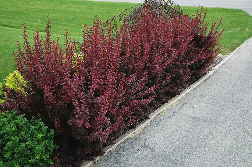 Ruby Carousel® Barberry For Sale | The Tree Center