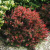 SUNJOY Mini Salsa Barberry For Sale Online | The Tree Center