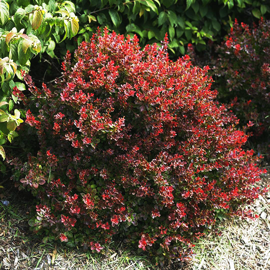 SUNJOY Mini Salsa Barberry For Sale Online | The Tree Center