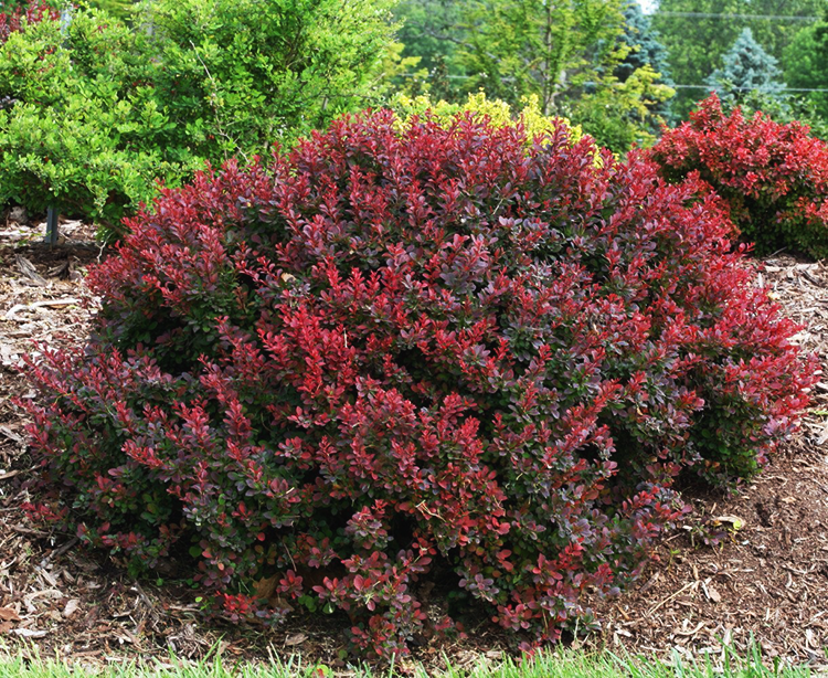 SUNJOY Mini Salsa Barberry For Sale Online | The Tree Center