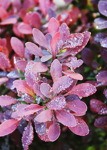 SUNJOY Mini Salsa Barberry For Sale Online | The Tree Center
