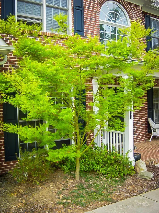 Japanese Maple Trees For Sale Online | The Tree Center