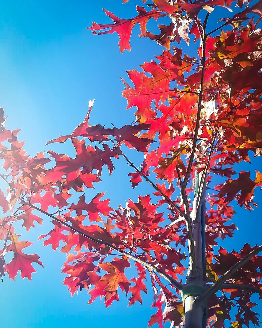 Shumard Red Oak Trees For Sale Online | The Tree Center