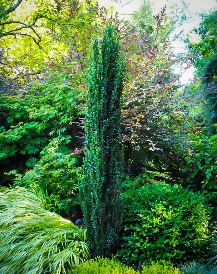 Sky Pencil Holly | Japanese Holly Sky Pencil | The Tree Center