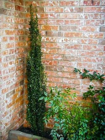 Sky Pencil Holly | Japanese Holly Sky Pencil | The Tree Center