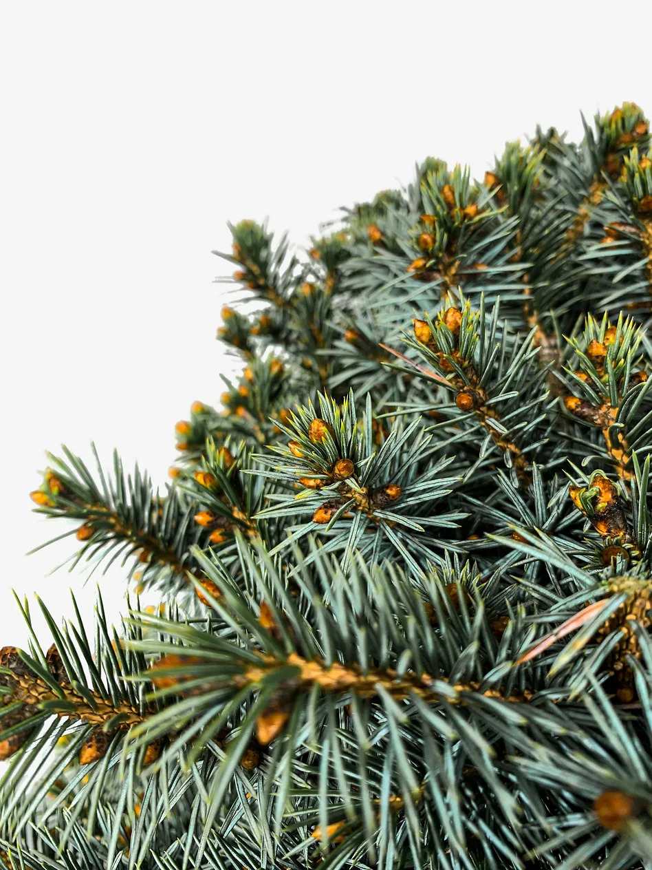 Dwarf Papoose Sitka Spruce Trees For Sale | The Tree Center