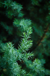 Star Power Juniper for Sale Online | The Tree Center
