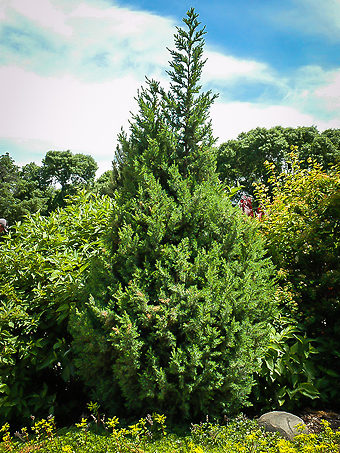 Moonglow Juniper For Sale Online | The Tree Center