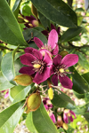 Stellar Ruby Magnolia For Sale Online | The Tree Center