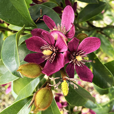 Stellar Ruby Magnolia For Sale Online | The Tree Center