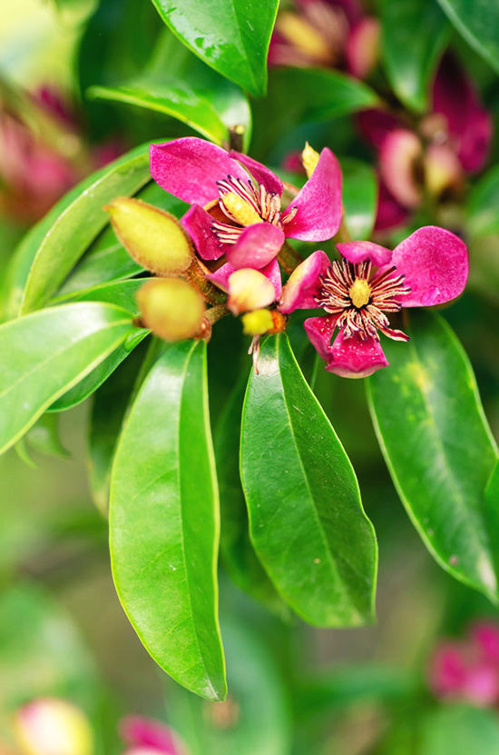 Stellar Ruby Magnolia For Sale Online | The Tree Center