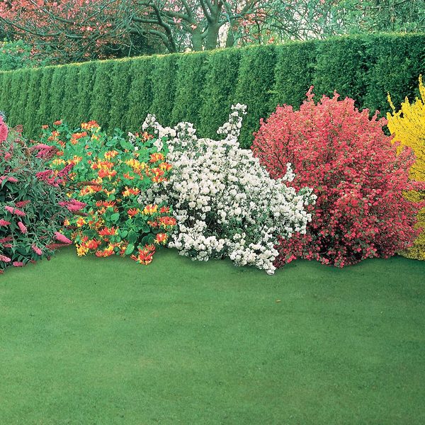 Bring Lots of Color to Your Summer Garden | The Tree Center™
