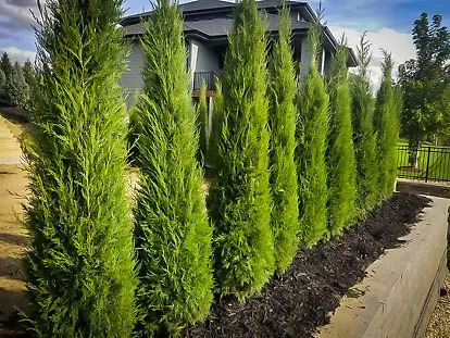 Taylor Juniper For Sale Online | The Tree Center