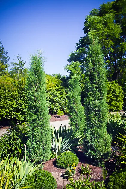 Taylor Juniper For Sale Online | The Tree Center