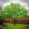 Texas Ash Tree For Sale Online | The Tree Center