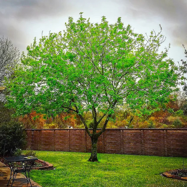 Texas Ash Tree For Sale Online | The Tree Center