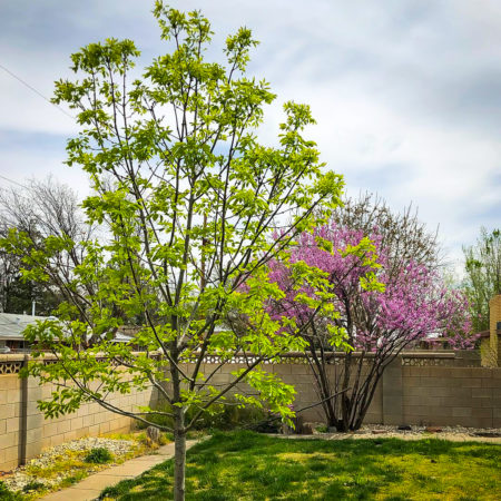 Texas Ash Tree For Sale Online | The Tree Center