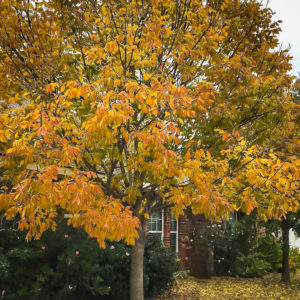 Texas Ash Tree For Sale Online | The Tree Center