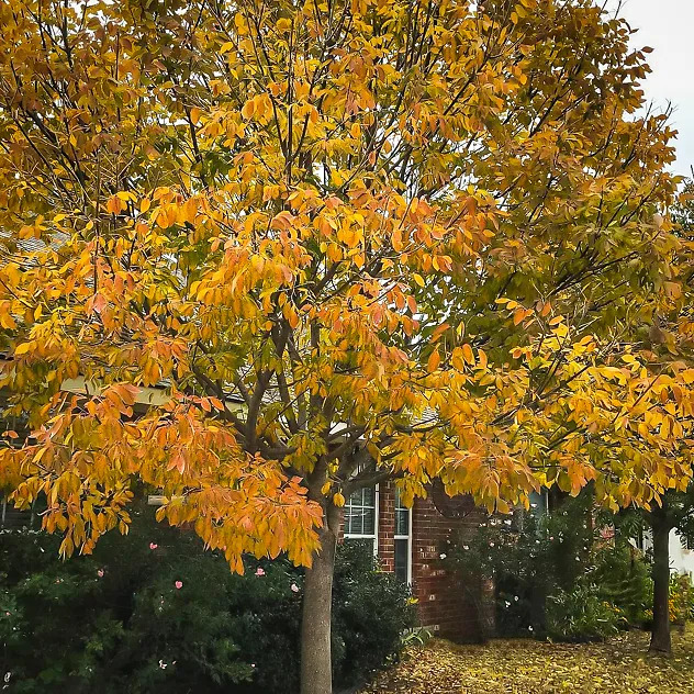 Texas Ash Tree For Sale Online | The Tree Center