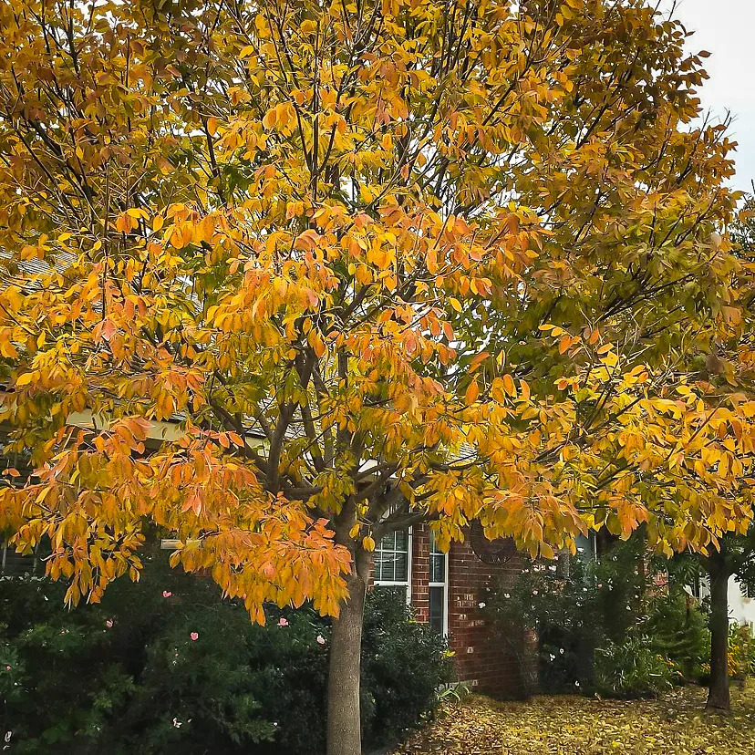 Texas Ash Tree For Sale Online | The Tree Center