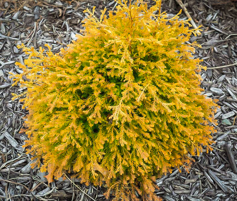 Fire Chief Arborvitae Trees For Sale Online | The Tree Center