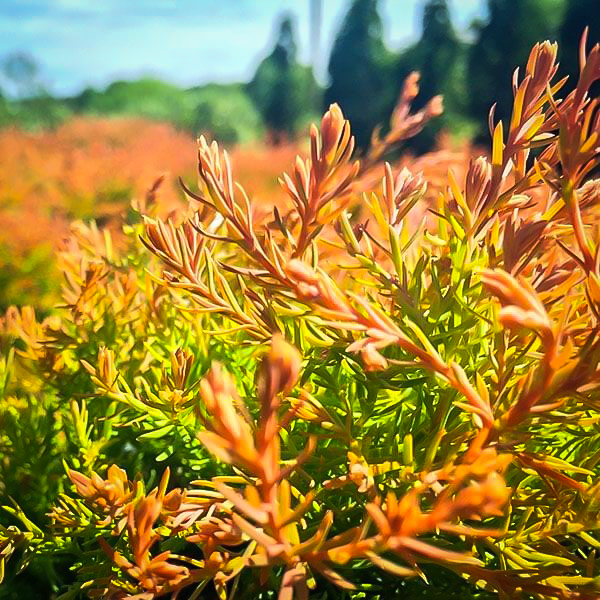 Fire Chief Arborvitae Trees For Sale Online | The Tree Center