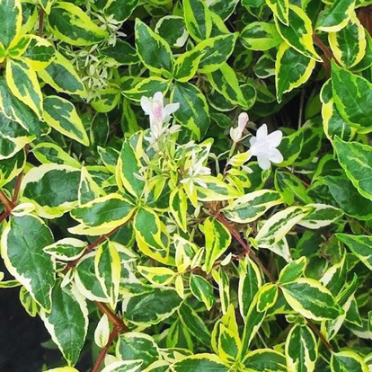 Twist of Lime Abelia For Sale Online | The Tree Center
