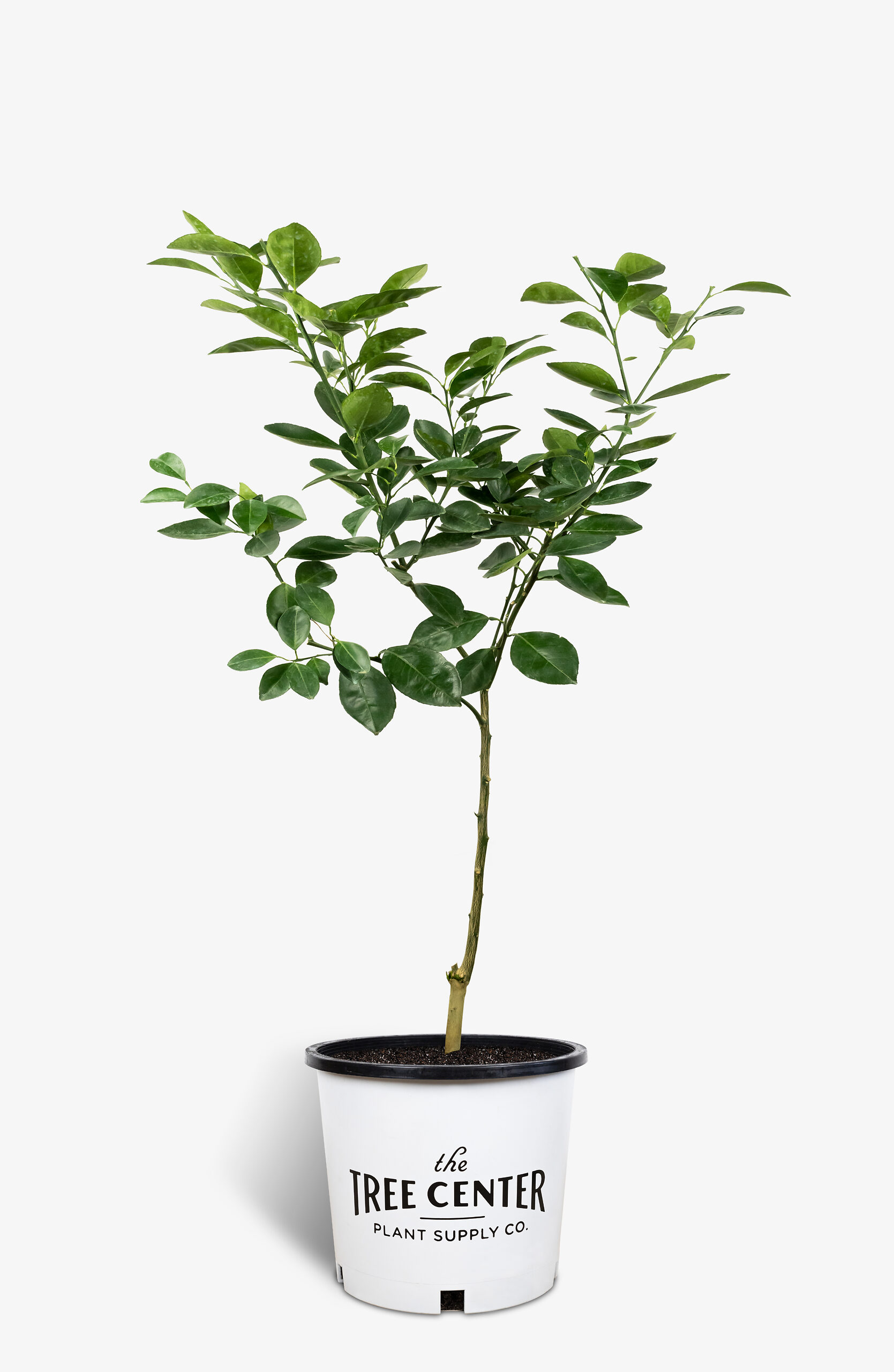 Washington Navel Orange Trees For Sale | The Tree Center