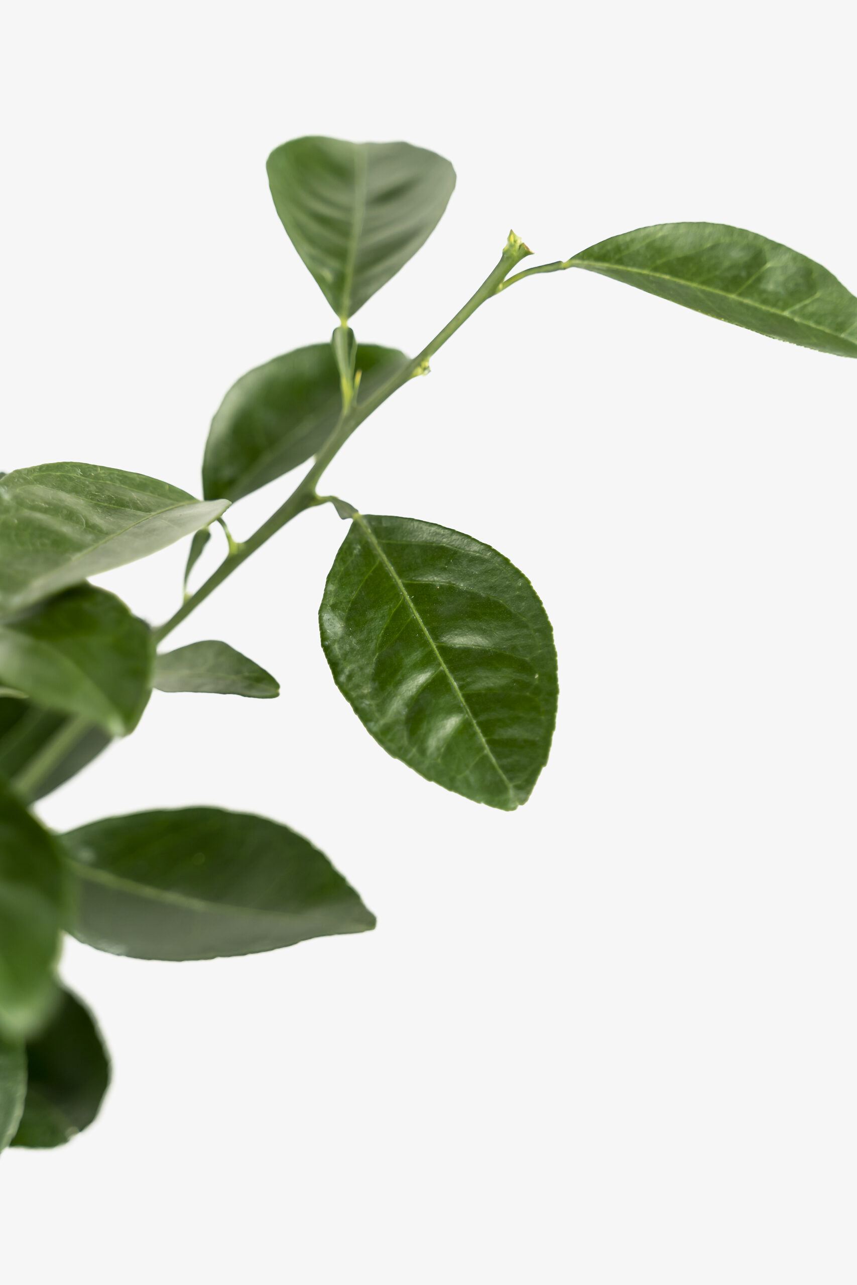 Washington Navel Orange Trees For Sale | The Tree Center