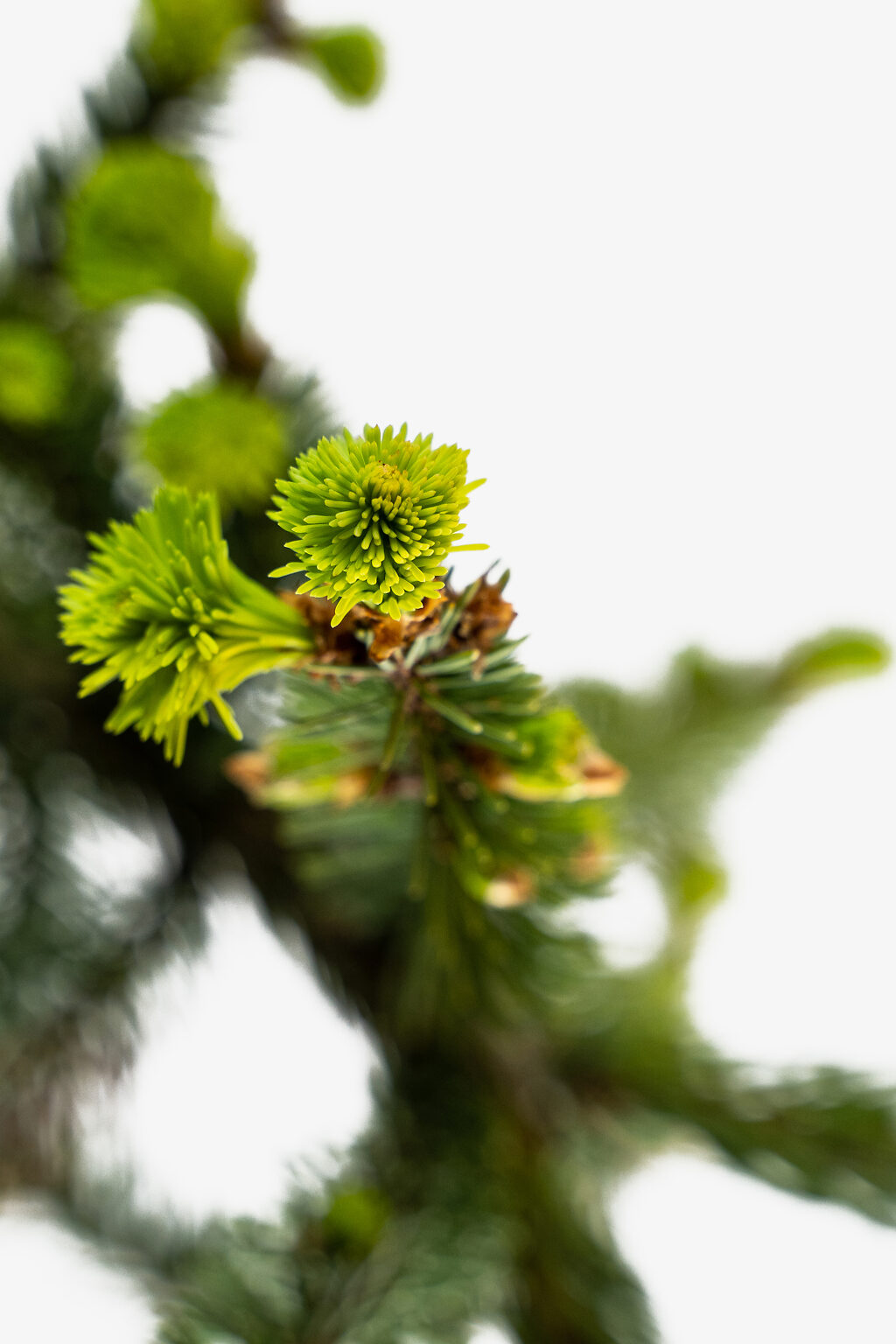 Weeping Norway Spruce For Sale Online | The Tree Center