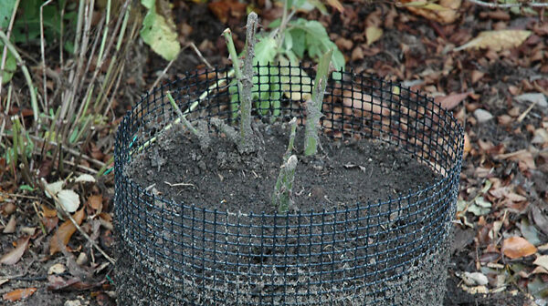 Winter Protection for Roses, Hydrangeas and Other Shrubs | The Tree Center™