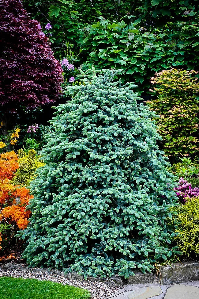 Blue Spanish Fir Trees For Sale Online | The Tree Center