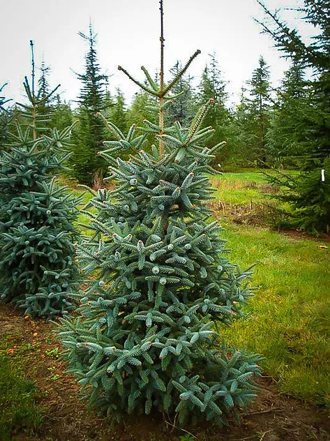 Blue Spanish Fir Trees For Sale Online | The Tree Center