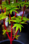 Pacific Fire Vine Maple For Sale Online | The Tree Center