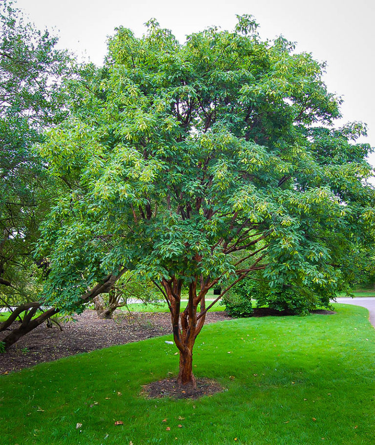 Paperbark Maple Trees For Sale Online | The Tree Center