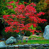 Fernleaf Full-Moon Japanese Maple Trees For Sale | The Tree Center