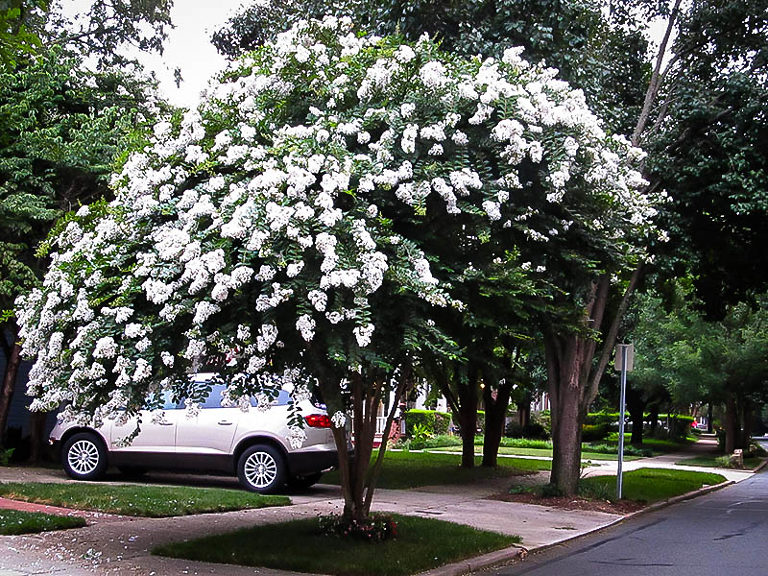 Buy Acoma Crape Myrtle Online | The Tree Center