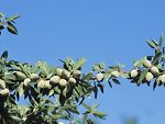 Do Almonds Grow On Trees? | The Tree Center™