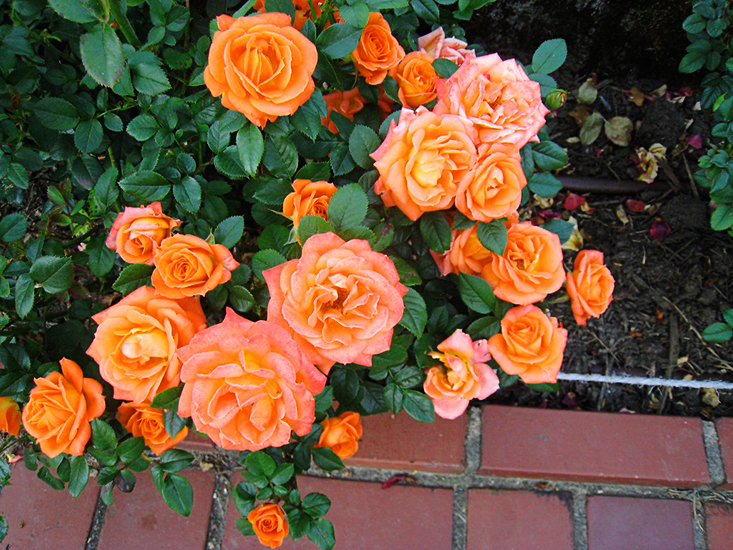 Amber Sunblaze Miniature Rose For Sale Online | The Tree Center