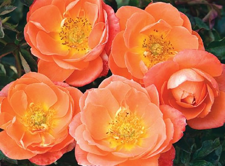 Amber Sunblaze Miniature Rose For Sale Online | The Tree Center