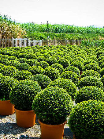 Dwarf English Boxwood For Sale Online | The Tree Center