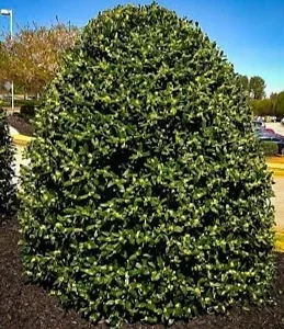 Native American Holly Trees | The Tree Center™