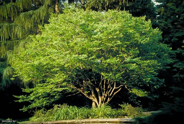 American Hornbeam Trees For Sale | The Tree Center