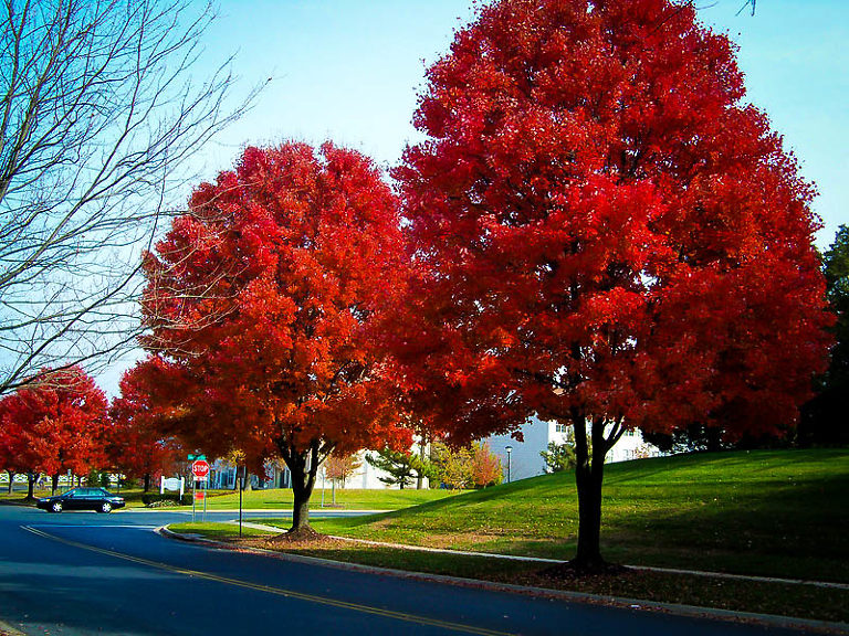 Native Trees For Natural Shade | The Tree Center™