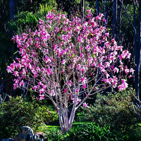 Ann Magnolia Trees For Sale Online | The Tree Center