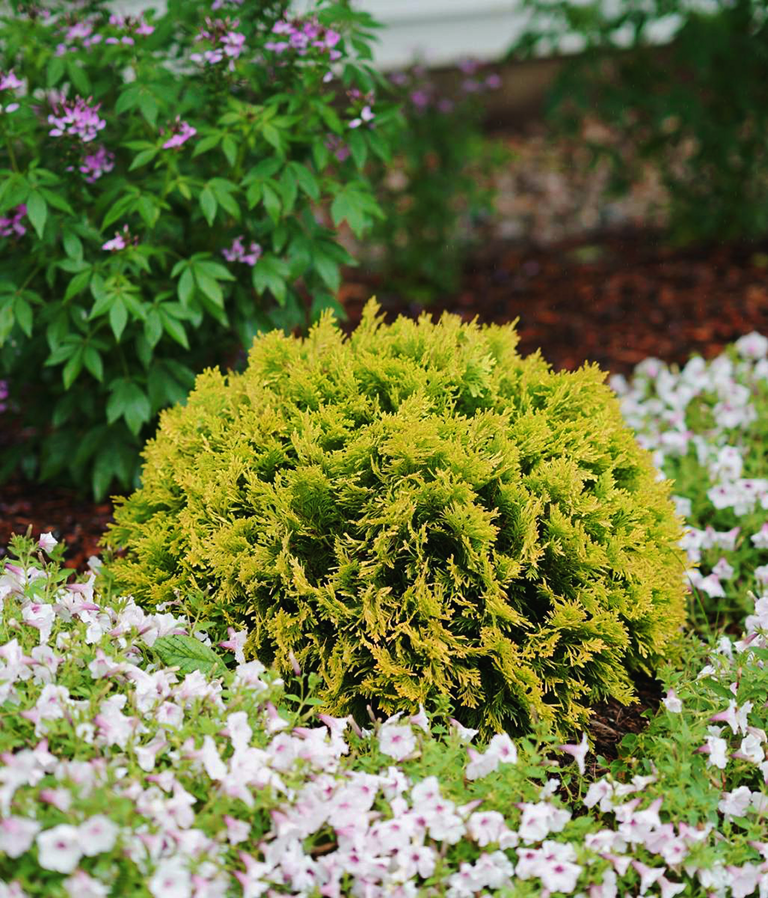 Anna's Magic Ball Arborvitae For Sale | The Tree Center